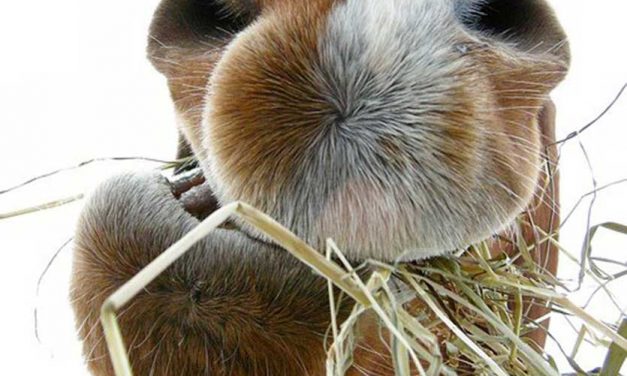 ABC du Cheval - Propriétaire d'équidé : tout ce que vous avez besoin de ...